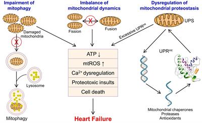 Frontiers | Mitochondrial dysfunction in heart failure and its therapeutic implications